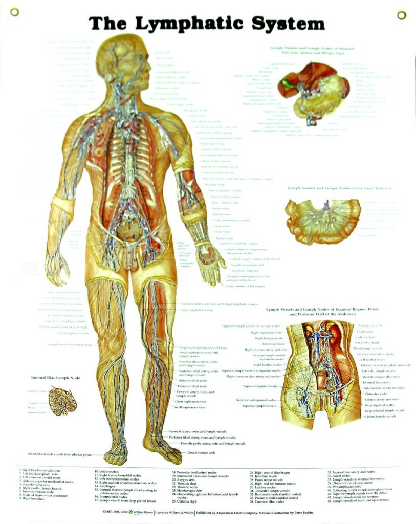 Medical Charts - Prime Pacific Health